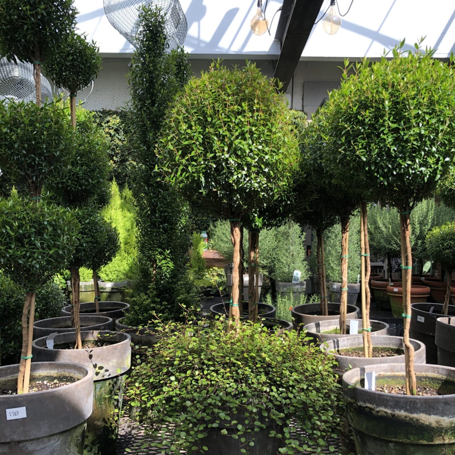 Stunning Topiary Shrubs: 6 Varieties for Picture-Perfect Gardens ...