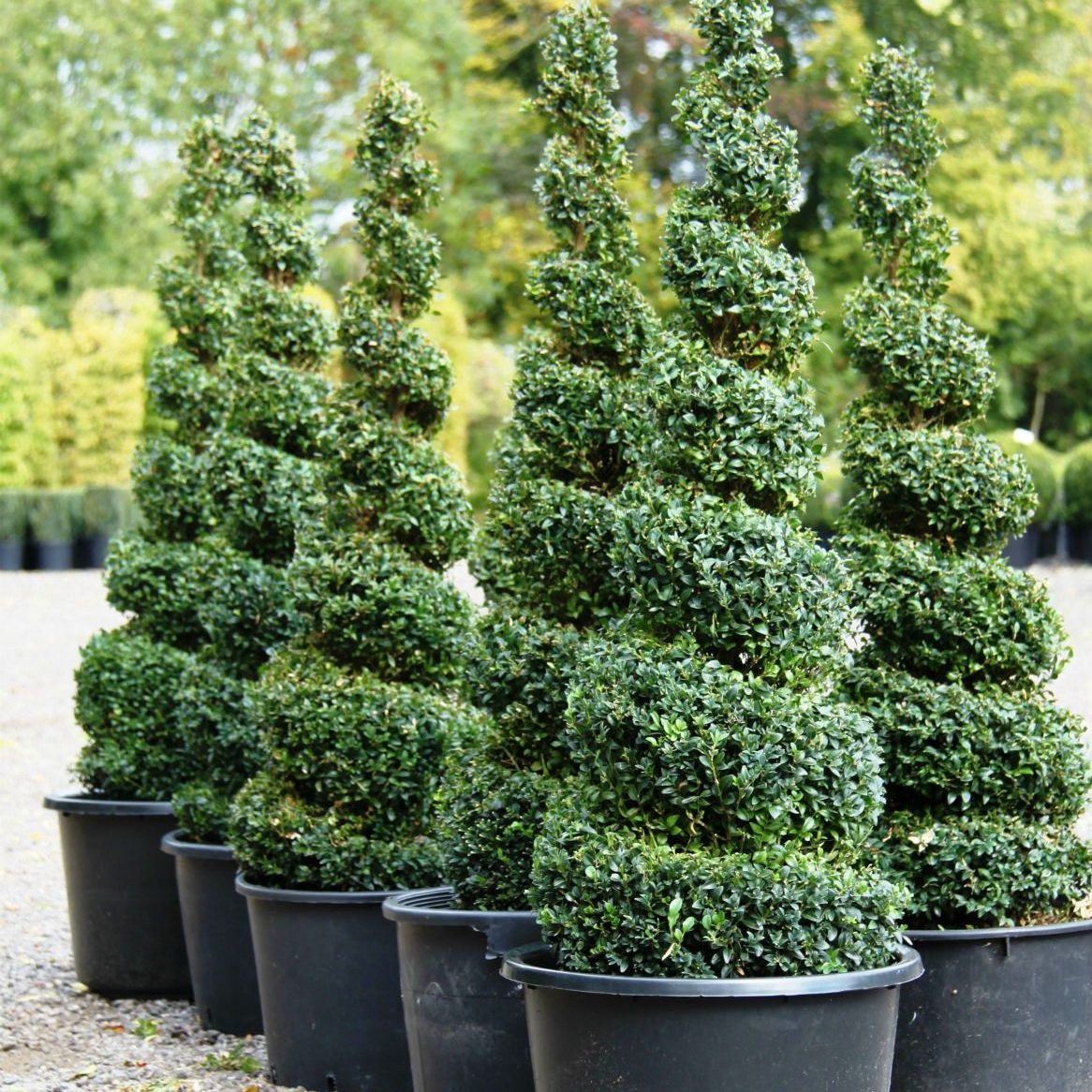 Stunning Topiary Shrubs: 6 Varieties for Picture-Perfect Gardens ...
