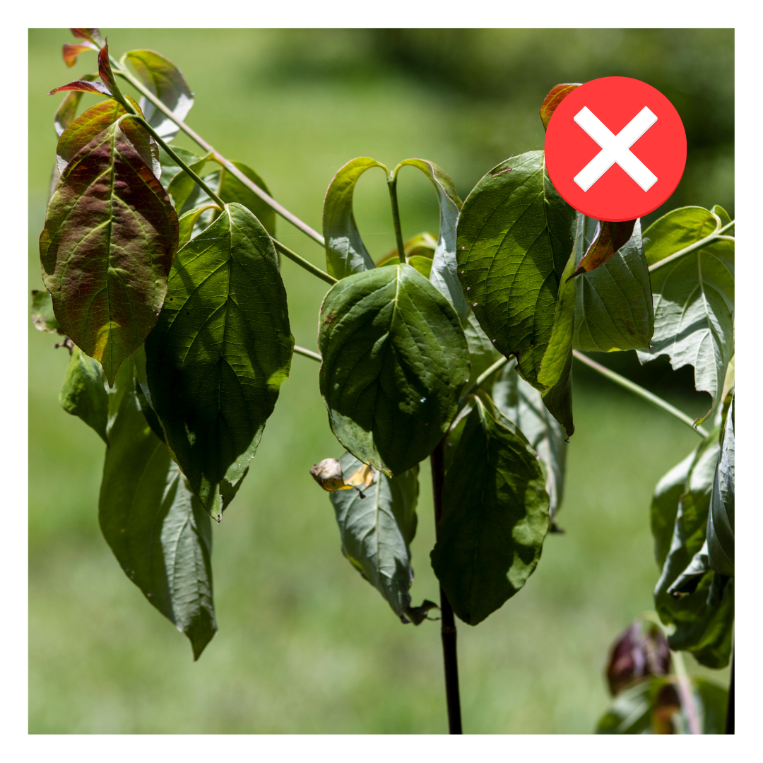 Your Tree Questions Answered: A Comprehensive FAQ's Guide by Our ...