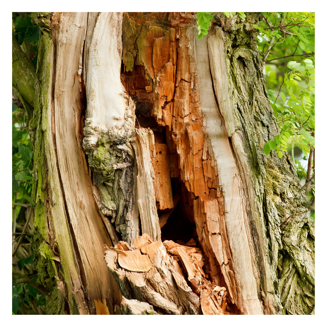 Articles - ArborCare Tree Company - Gisborne Tairāwhiti