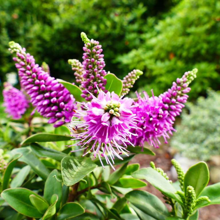 Native Plants and Pollinators: How to Support Spring Wildlife ...