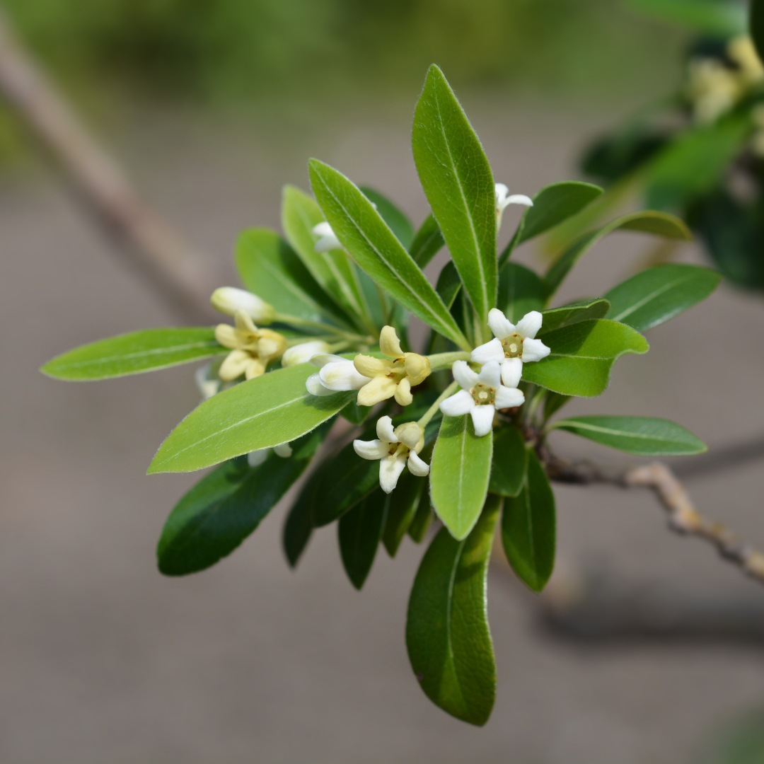 Native Plants and Pollinators: How to Support Spring Wildlife ...